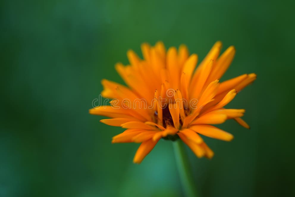 Orange daisy flower stock photo. Image of daise, wildflower - 257941416