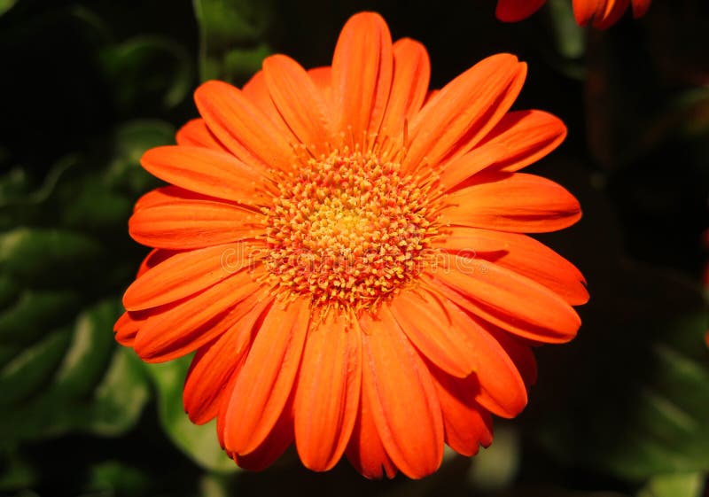 Orange daisy stock photo. Image of macro, plant, interior - 71979580