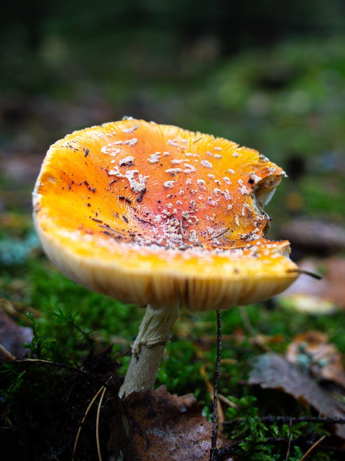 Orange, Damaged Fungus in a Wet Forest, Vertical, Close-up Stock Image ... Orange, Damaged Fungus in a Wet Forest, Vertical, Close-up Stock Image ...