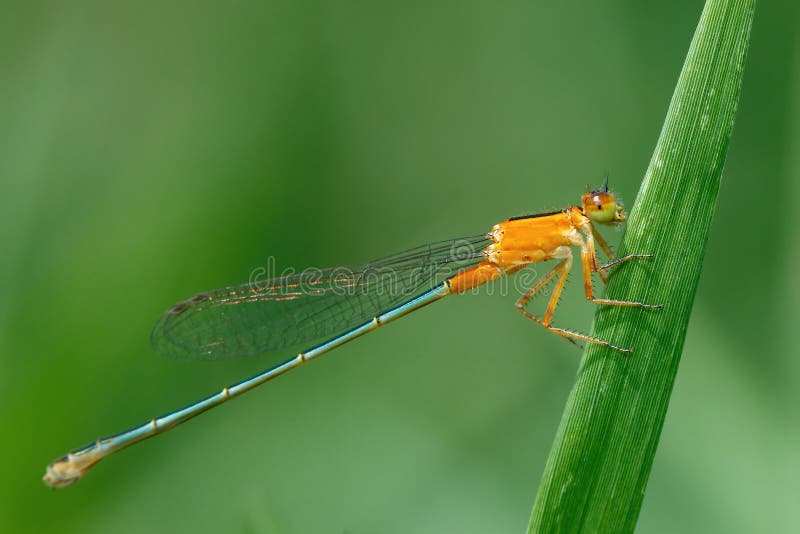 Orange Damselfly, Damselfly, Insects. Stock Photo - Image of dragonfly ...