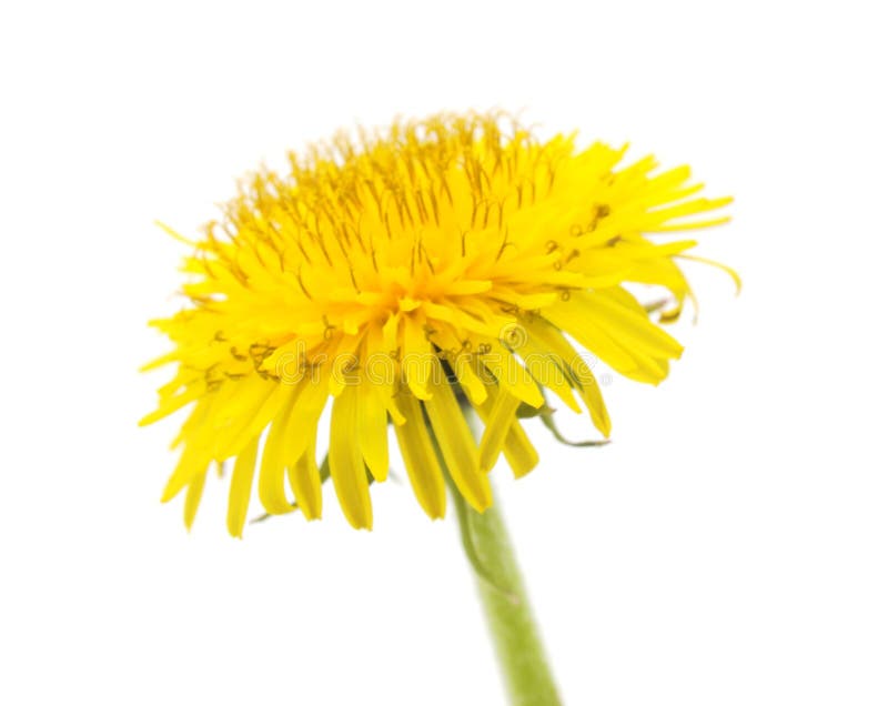 Orange dandelion. stock image. Image of fragility, plants - 92019547