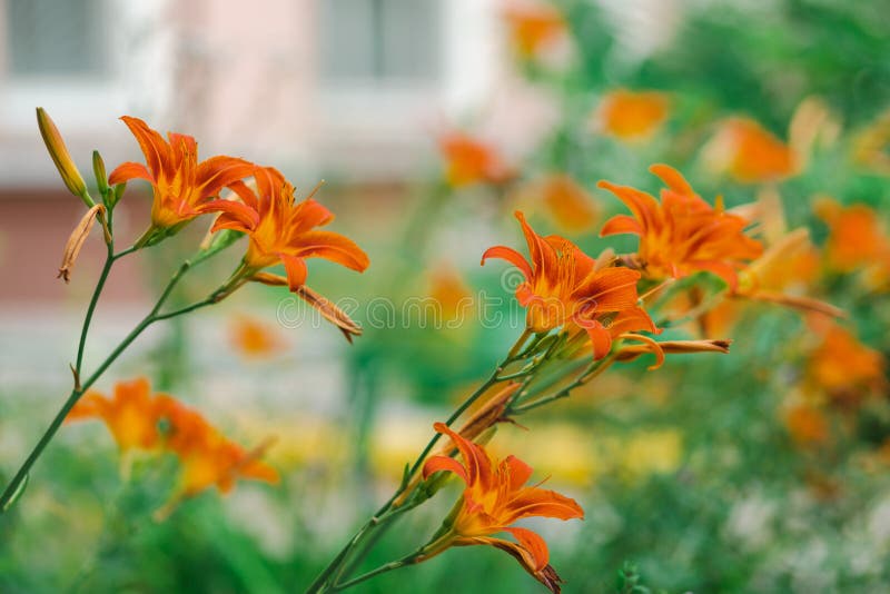 An Orange Daylily Blooming in the Front Garden Stock Image - Image of ... An Orange Daylily Blooming in the Front Garden Stock Image - Image of ...