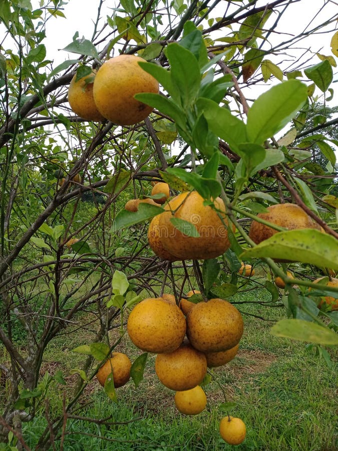 Orange dekopon stock image. Image of gourd, berry, evergreen - 267506111