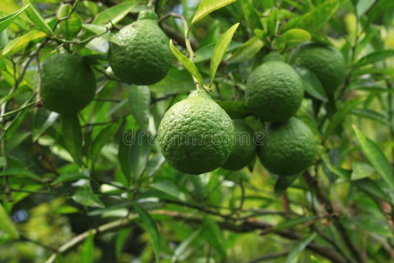 Orange (dekopon) To Become a Tree Stock Image - Image of growth, close ...