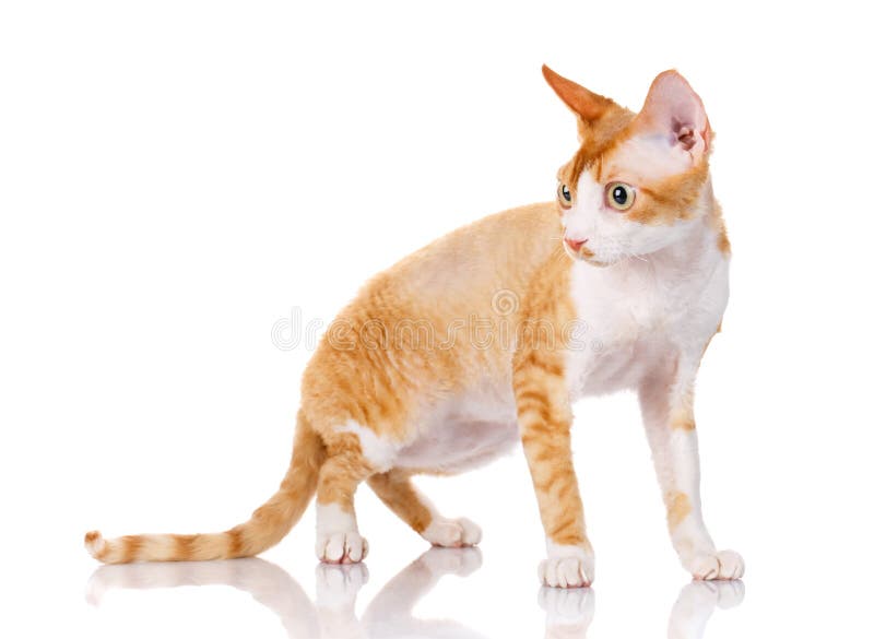 Orange Devon Rex Cat Big Ears White Background Stock Photos - Free ...