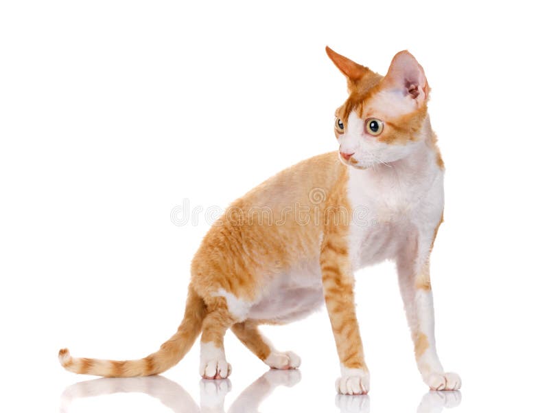 Orange Devon Rex Cat with Big Ears on White Background Stock Image ...