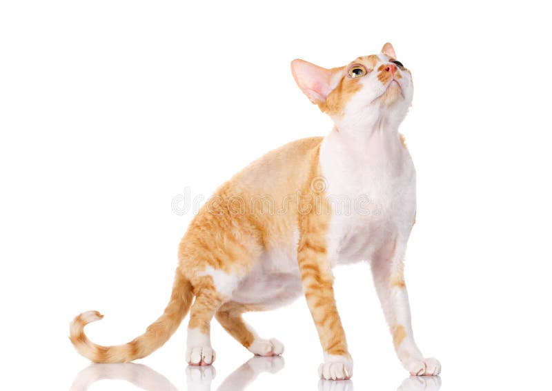 Orange Devon Rex Cat with Big Ears on White Background Stock Image ...