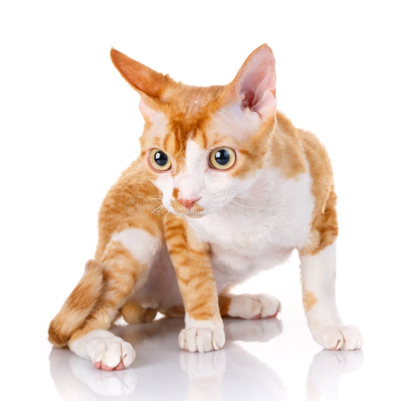 Orange Devon Rex Cat with Big Ears on White Background Stock Image ...