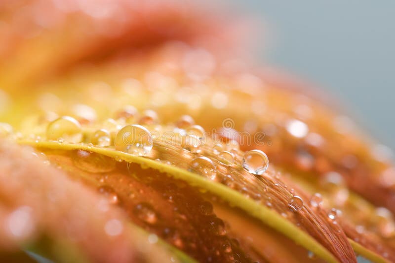 Orange dew stock photo. Image of color, gardening, park - 13948370