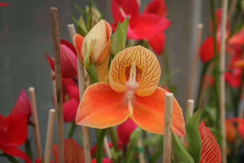 Orange disa orchid 2 stock photo. Image of species, greenhouse - 6432784