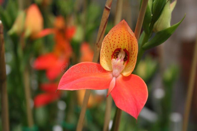 Orange disa orchid stock image. Image of macro, disa, striking - 6432751