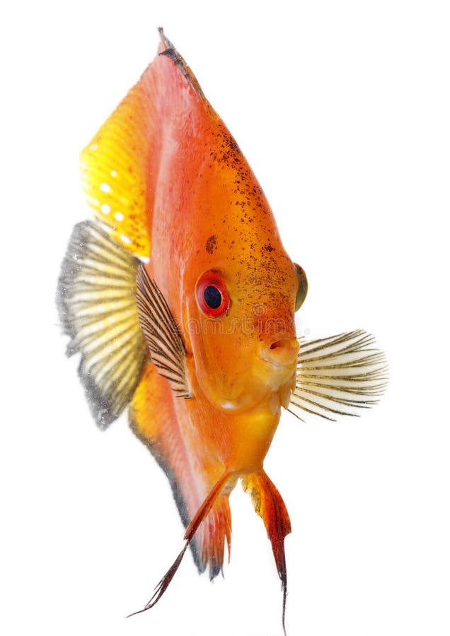 Blue spotted fish Discus stock image. Image of reef, beauty - 28529625