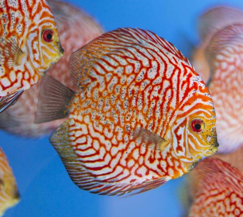 Fish Orange Discus Stock Images - Download 966 Royalty Free Photos