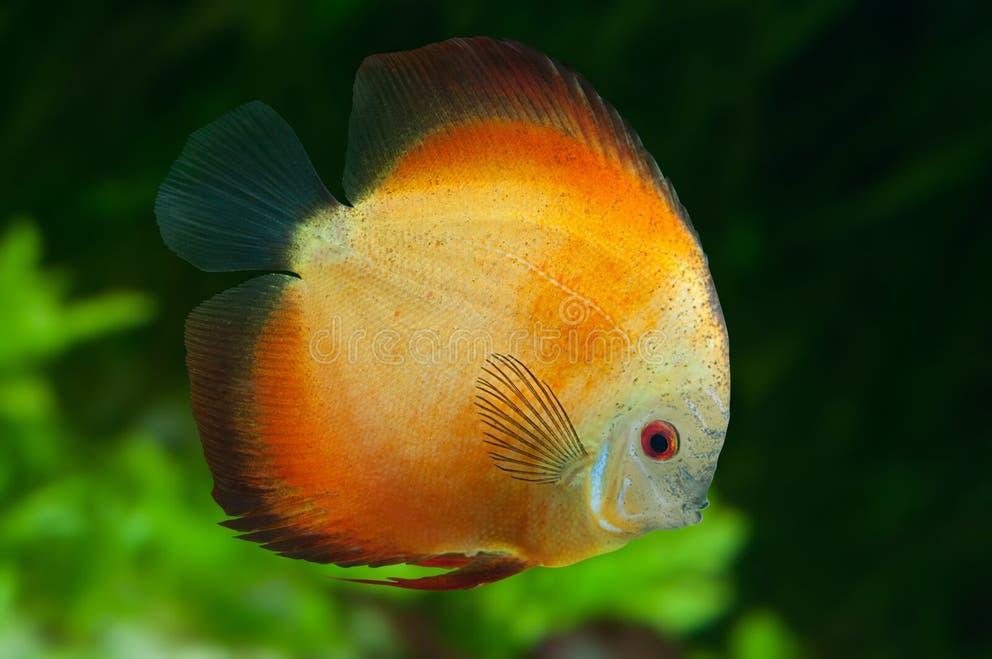 Orange Discus in aquarium stock image. Image of bright - 28707019