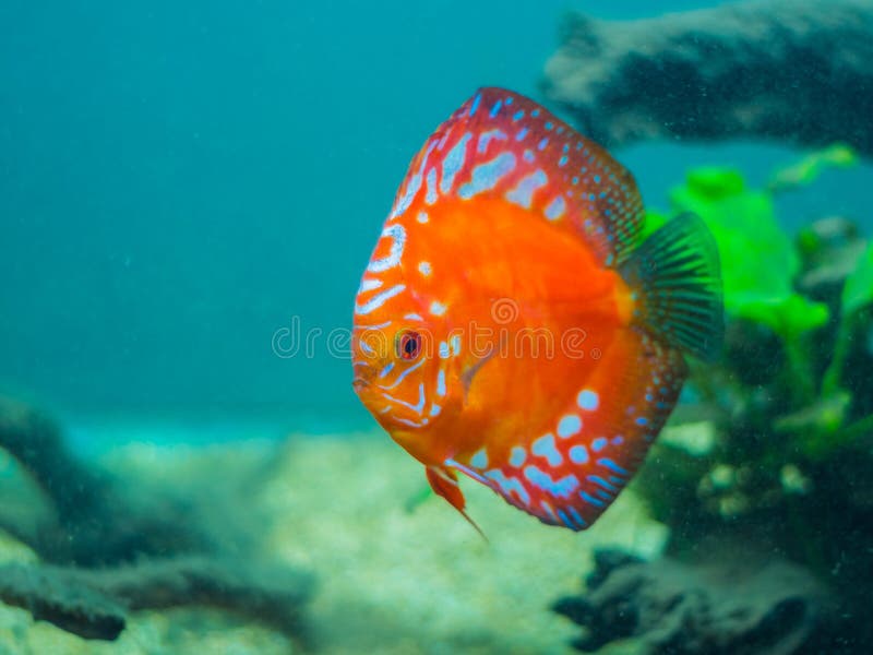 Orange Discus Fish with Babies Stock Image - Image of amazon, breeding ...