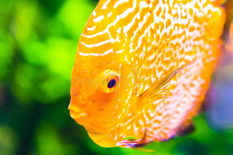 Orange Discus Fish in Aquarium Stock Photo - Image of america, nature ...