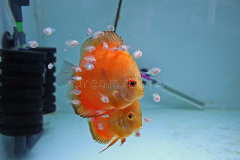 Orange Discus Fish with Babies Stock Image - Image of amazon, breeding ...