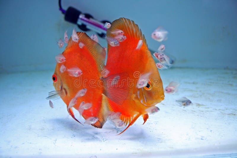 Red Diamond Discus