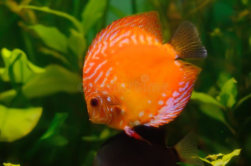 Orange Discus-fisk I Akvarium Fotografering för Bildbyråer - Bild av ...