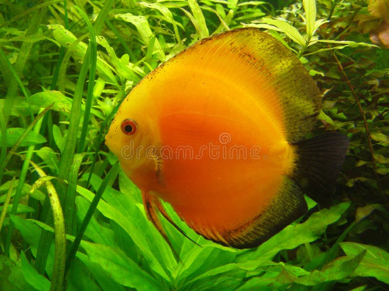 Orange Diskus in an Aquarium Stock Photo - Image of green, tail: 11929352