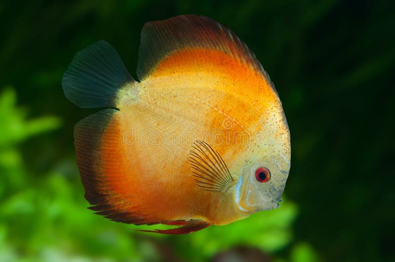 Orange Discus-fisk I Akvarium Fotografering för Bildbyråer - Bild av ...