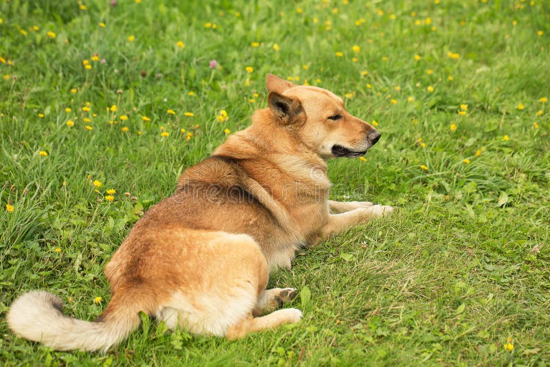 Orange Dog Lies on the Green Grass Stock Image - Image of orange ...