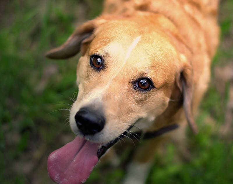 Orange dog stock photo. Image of carefree, camera, master - 87145476