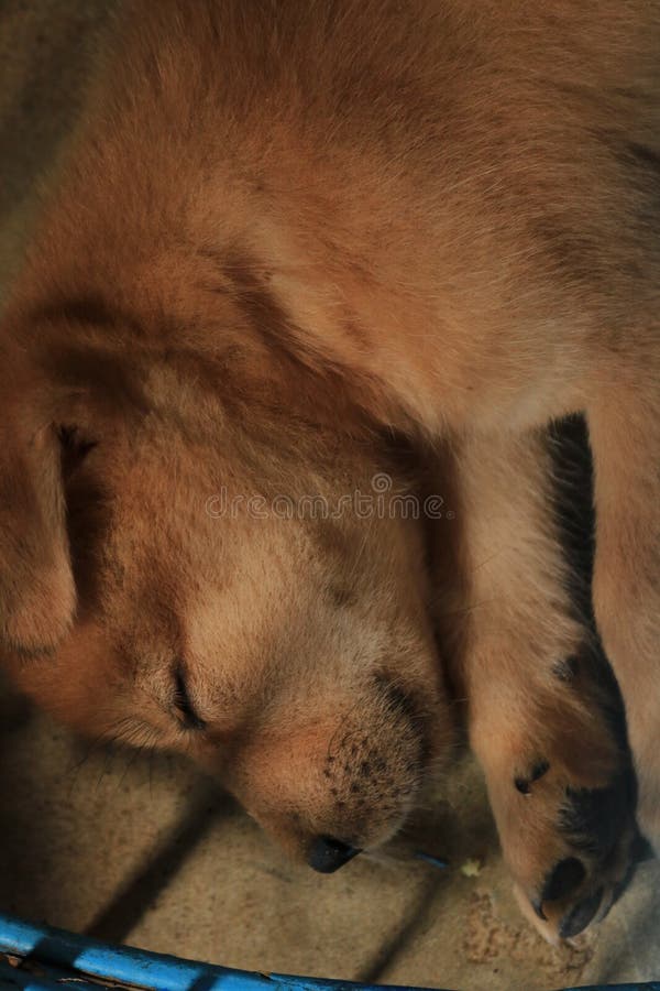 An orange dog is sleeping stock image. Image of head - 258230197
