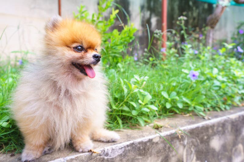 Orange dog smiling stock photo. Image of purebred, happy - 70050814