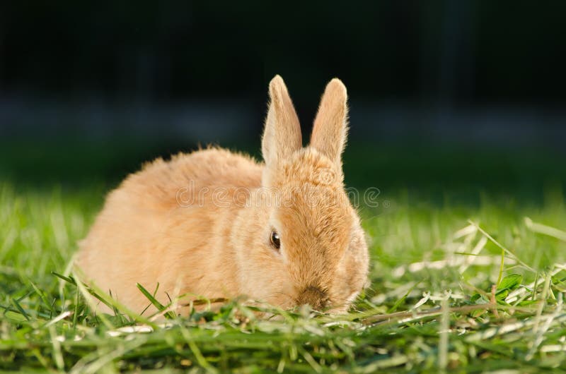 Big Orange Rabbit and Black Bunnie Resting on Grass Stock Photo - Image ...