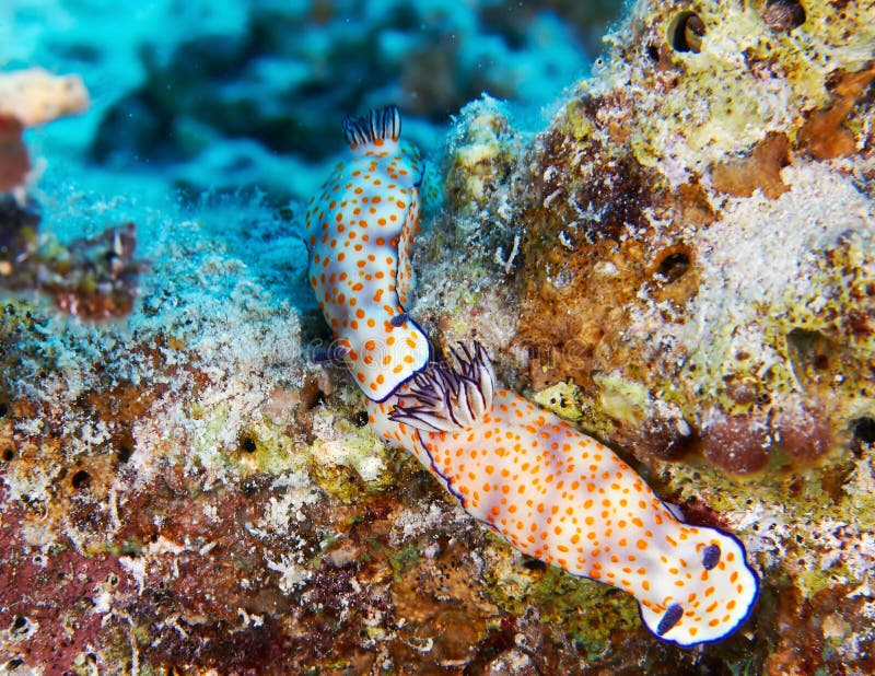 Dotted sea slug stock photo. Image of coral, nature, nudibranch - 15029810