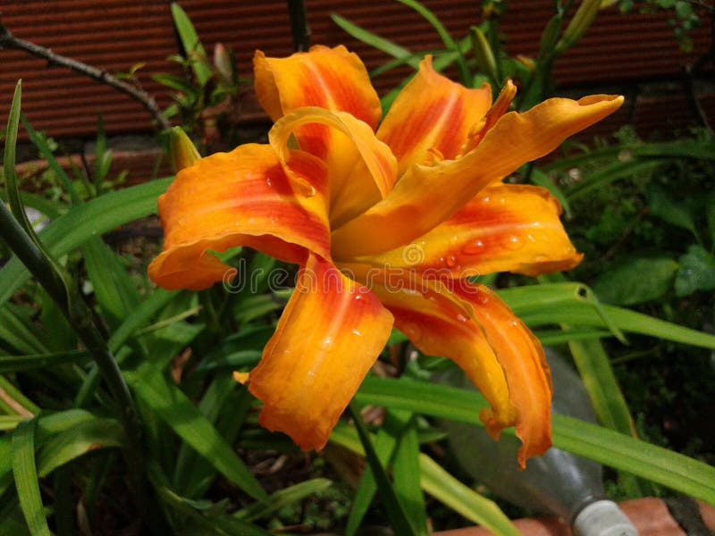 Orange Double Flower in Spring Stock Image - Image of beautiful, sunny ...