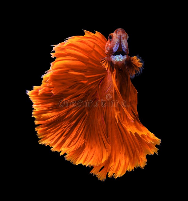 Orange Dragon Siamese Fighting Fish, Betta Fish Isolated on Black ...