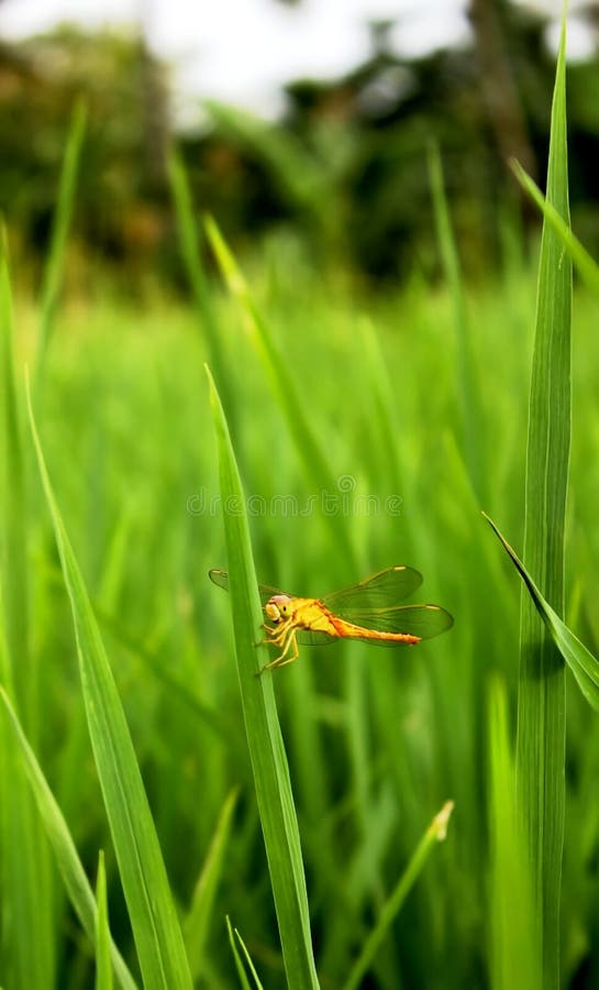 The Orange Dragonfly Perch in the Green Grass Stock Photo - Image of ...