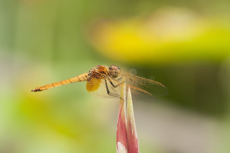 Orange Dragonfly stock photo. Image of insect, garden - 61014050
