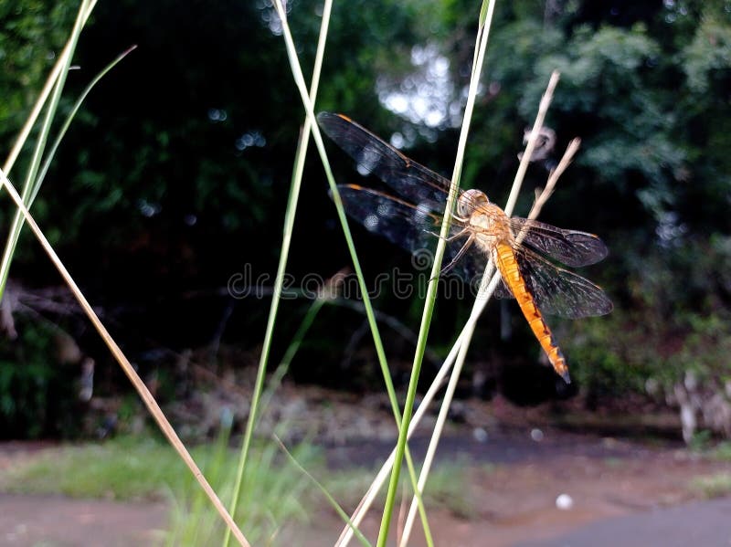 An Orange Dragonfly Perched on the Grass Stock Image - Image of ...