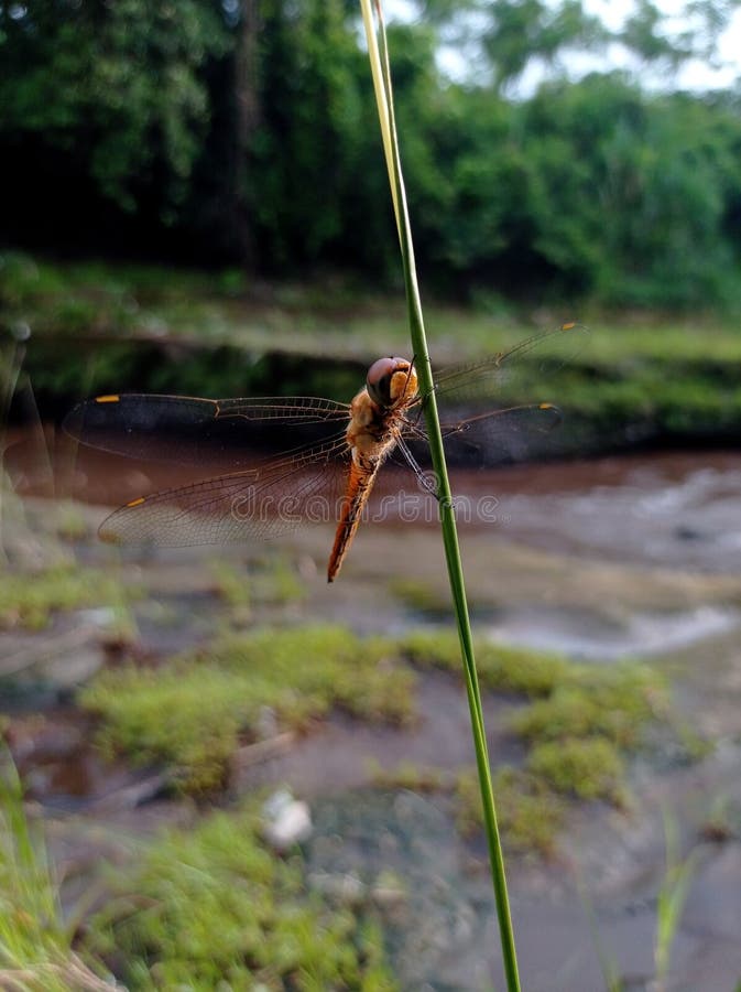 An Orange Dragonfly Perched on the Grass Stock Image - Image of beauty ...