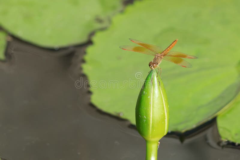 Orange Dragonfly Perched on a Lotus Bud Stock Photo - Image of lotus, plant: 265278572