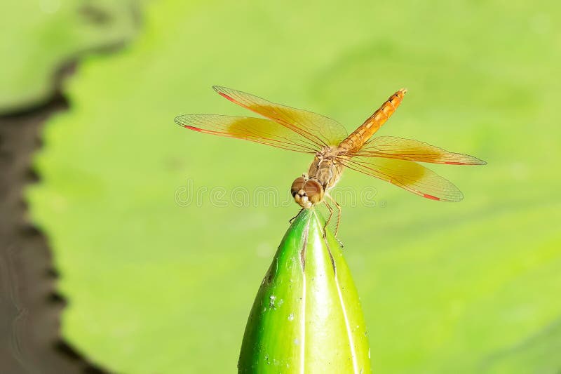 Orange Dragonfly Perched on a Lotus Bud Stock Photo - Image of wings ...