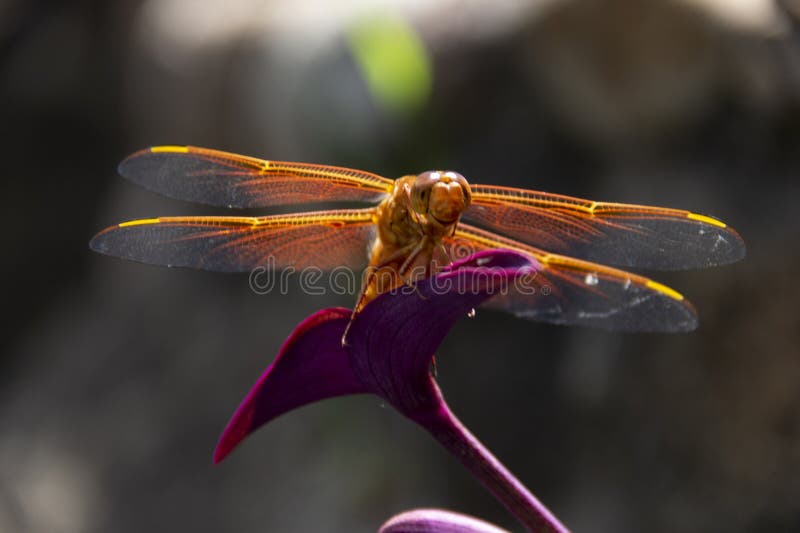 An Orange Dragonfly Perches on a Plant Stock Photo - Image of dragonflies, close: 339022980