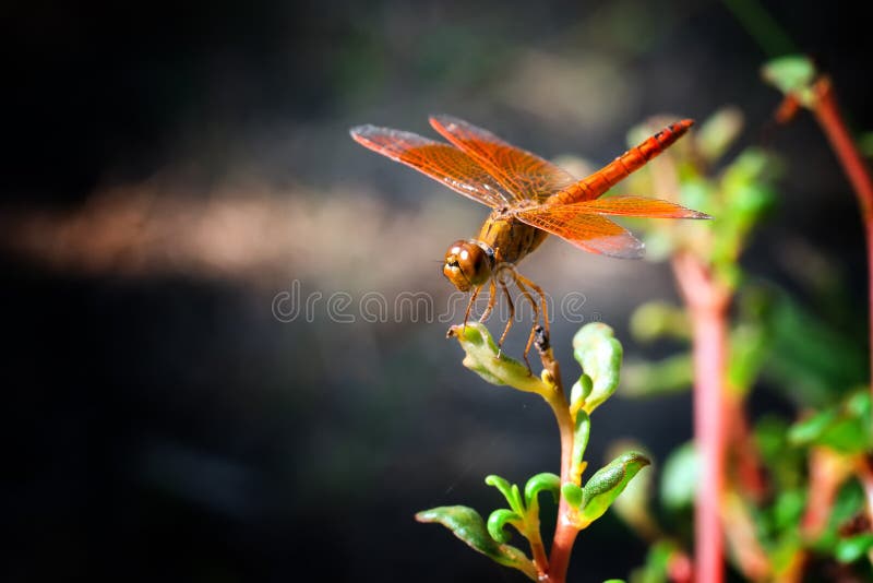 Orange Dragonfly stock image. Image of leaf, wing, dragonfly - 35000705