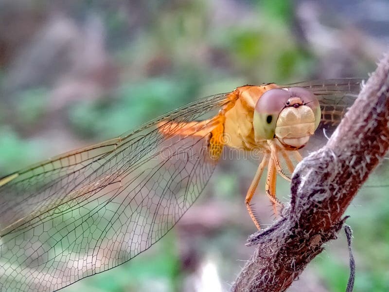 This Orange Dragonfly is a Predatory Insect in Its Species Stock Photo ...