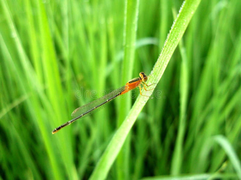 An Orange Dragonfly in a Rice Field. Stock Photo - Image of green ...