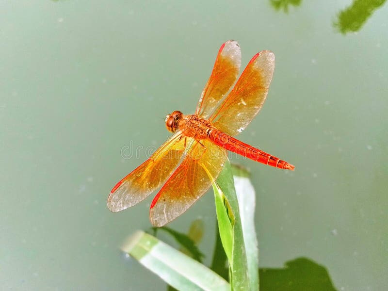 An Orange Dragonfly Was Perched on a Blade of Grass Above the Wate ...