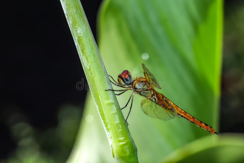 Orange Dragonfly. Winged Insects and Long Tails Stock Image - Image of ...