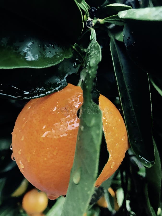 Orange stock photo. Image of dripping, orange, fruit - 82256890
