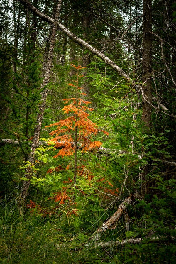 Orange Dry Conifer Tree in the Green Forest Stock Photo - Image of ...