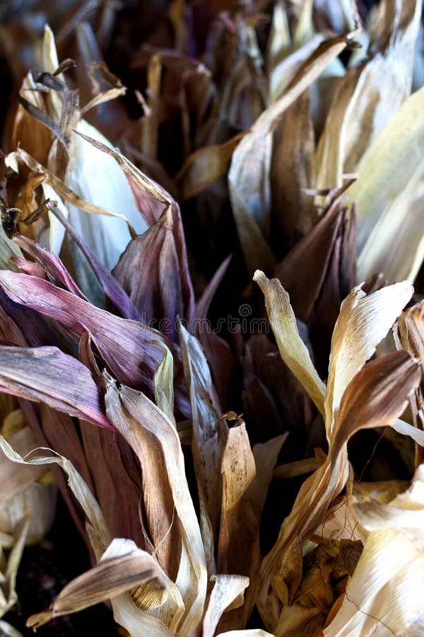 Orange dry corn with husk stock photo. Image of batch - 161017614
