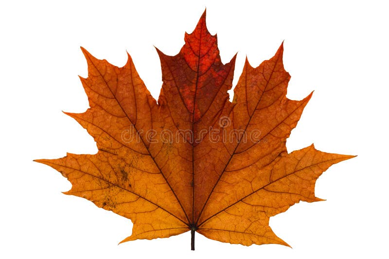 Broken Autumn Fallen Leaf of Aspen Tree Stock Photo - Image of close ...