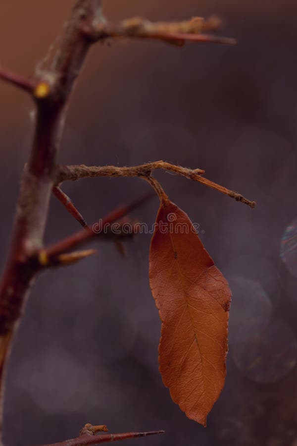 268 Leaf Hangs Dry Stock Photos - Free & Royalty-Free Stock Photos from ...